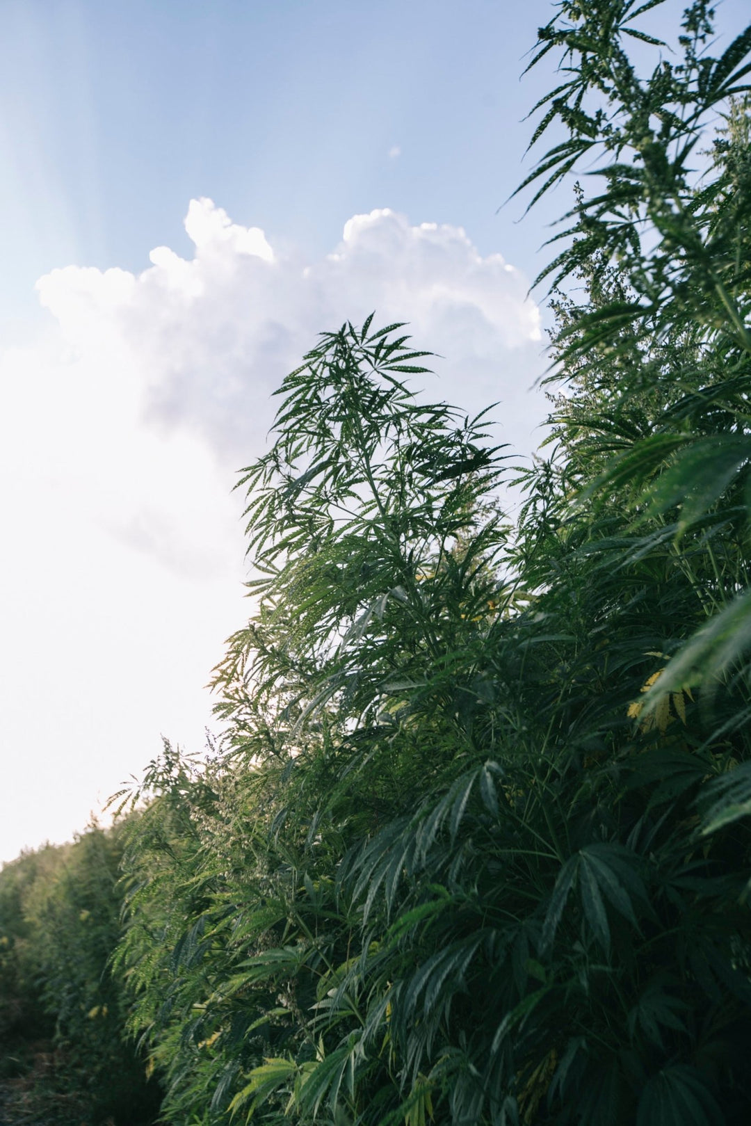 A History of Hemp Textiles – GOOD STUDIOS