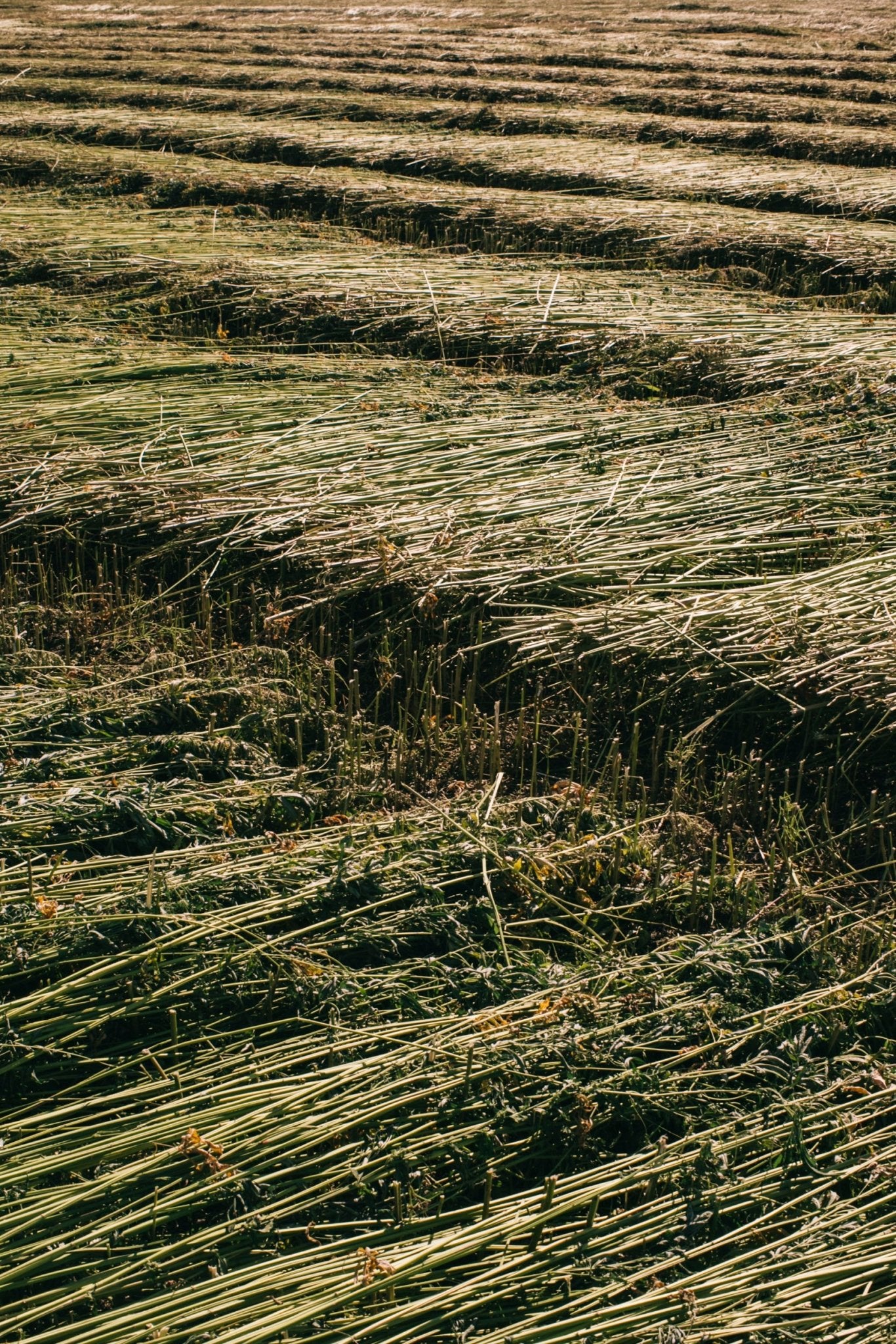 The History of Hemp in Australia – GOOD STUDIOS