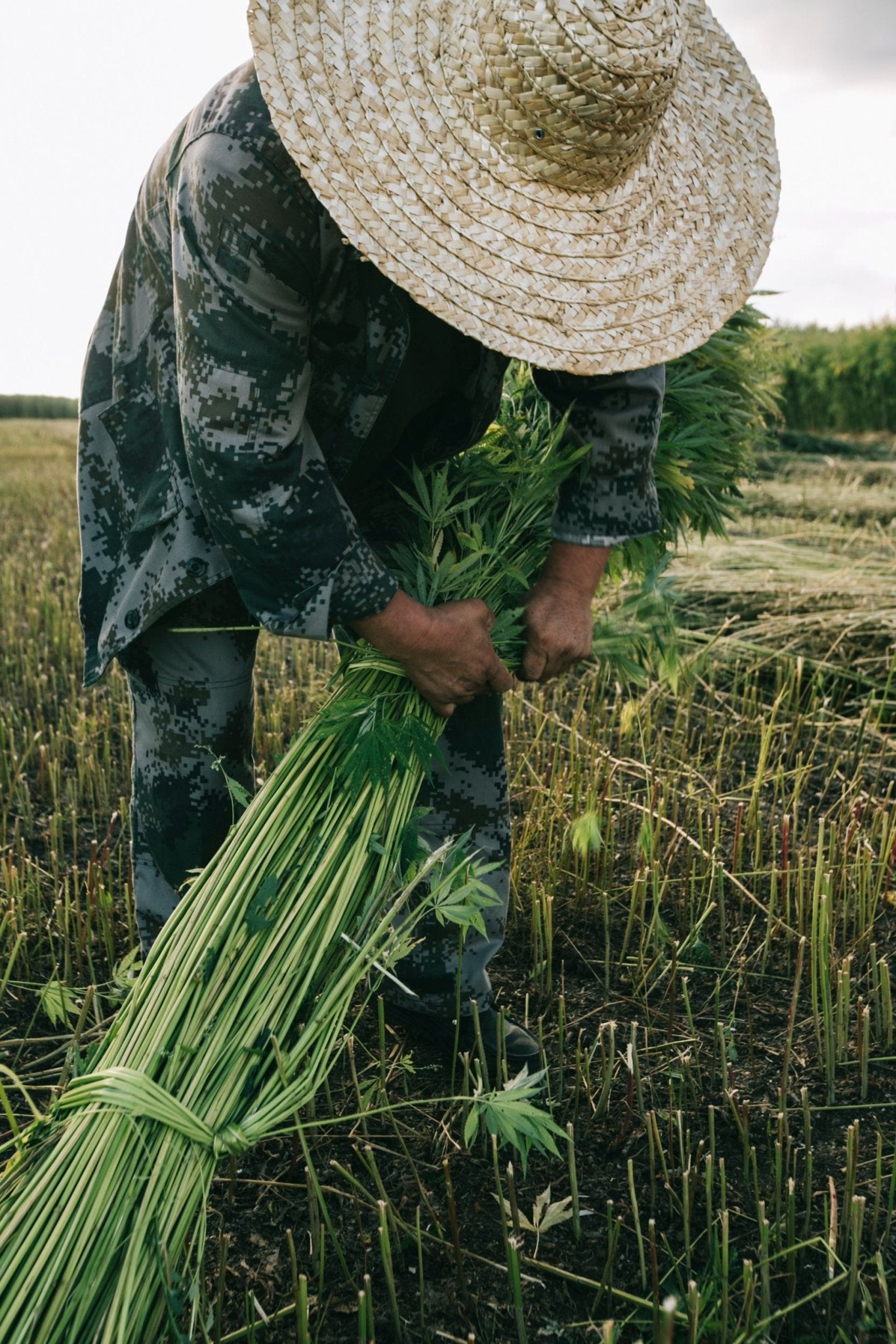 Why Hemp Doesn't Need Organic Certification – GOOD STUDIOS